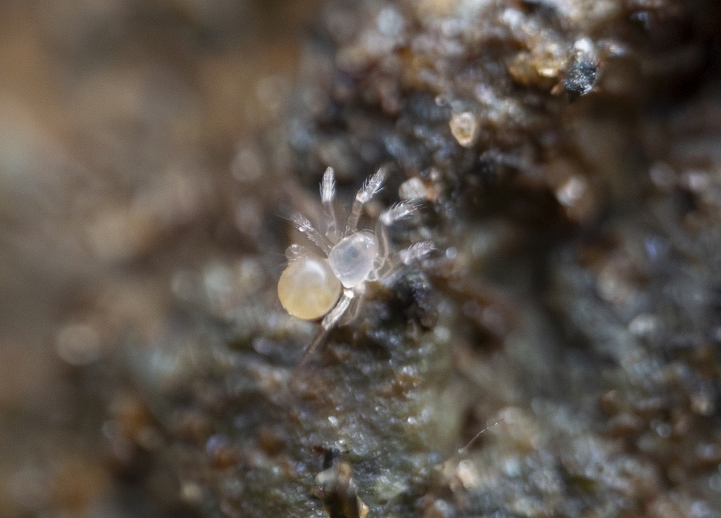 Anapistula from Administration, San Diego, CA 92182, USA on February 17 ...