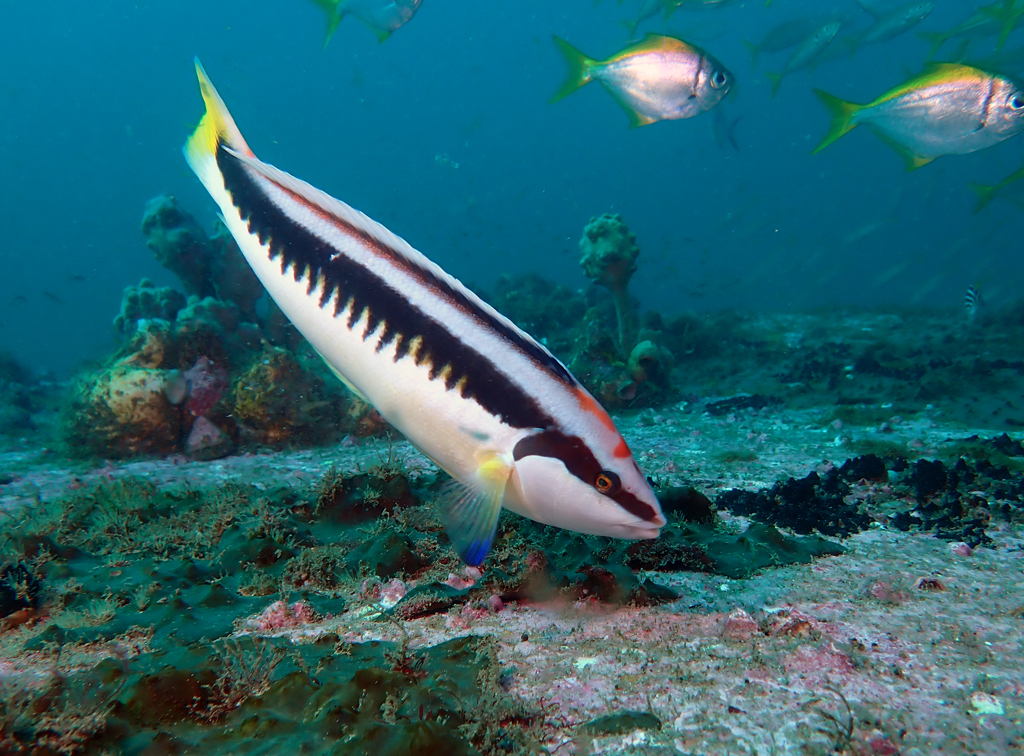 Comb Wrasse from Wyong - North-East, AU-NS, AU on February 18, 2024 at ...