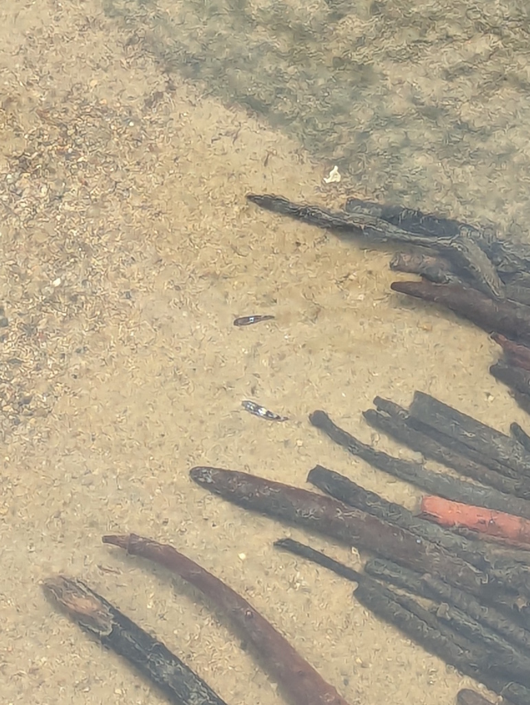 Squaretail Mullet from Port Douglas QLD 4877, Australia on February 19 ...