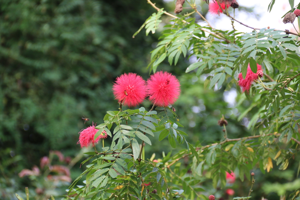 scarlet powder-puff from Xishuangbanna Dai Autonomous Prefecture ...