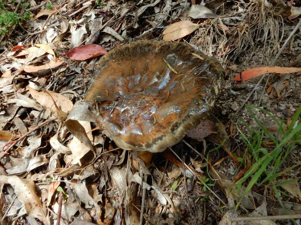 red-staining stalked polypore from Paddys River, ACT 2620, Australia on ...