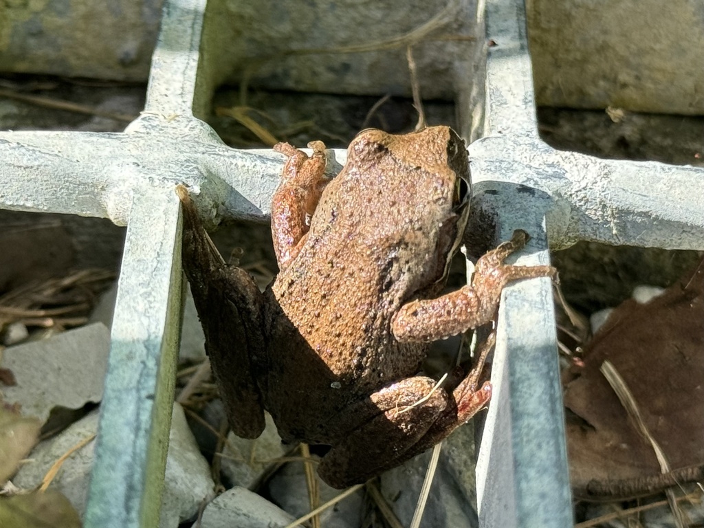Brown Tree Frog from Tasmania, Middleton, TAS, AU on February 10, 2024 ...