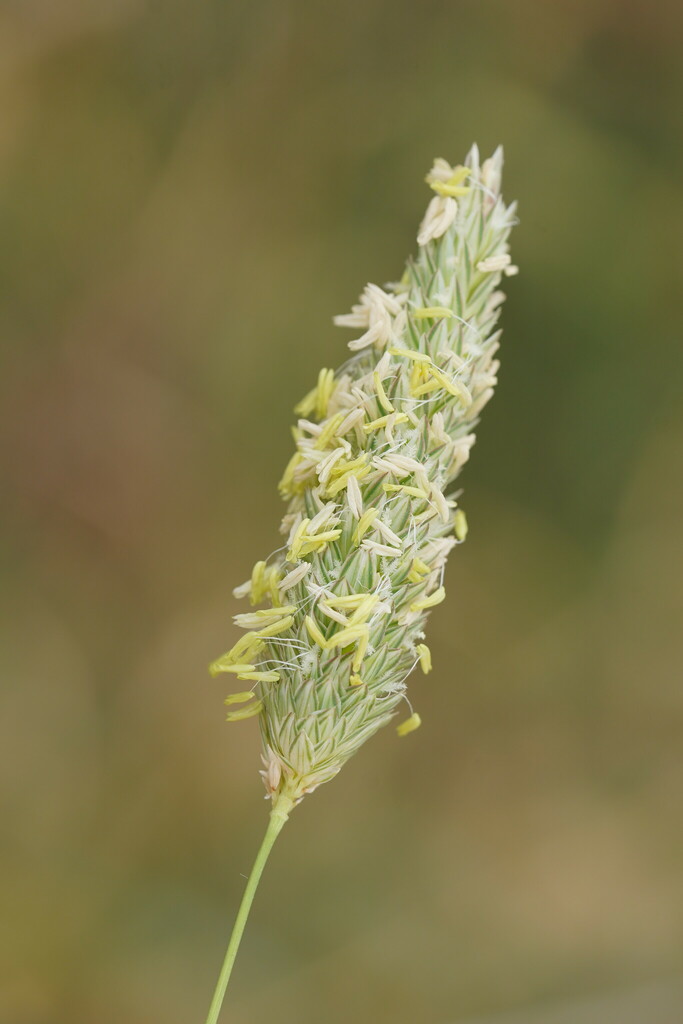 harding grass from Melbourne VIC, Australia on February 17, 2024 at 01: ...