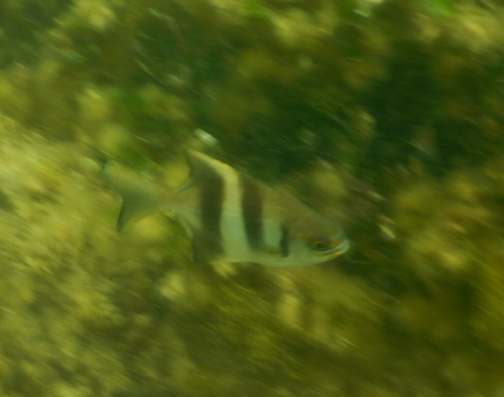 Banded Sweep from Rockingham, WA, Australia on February 18, 2024 at 04: ...