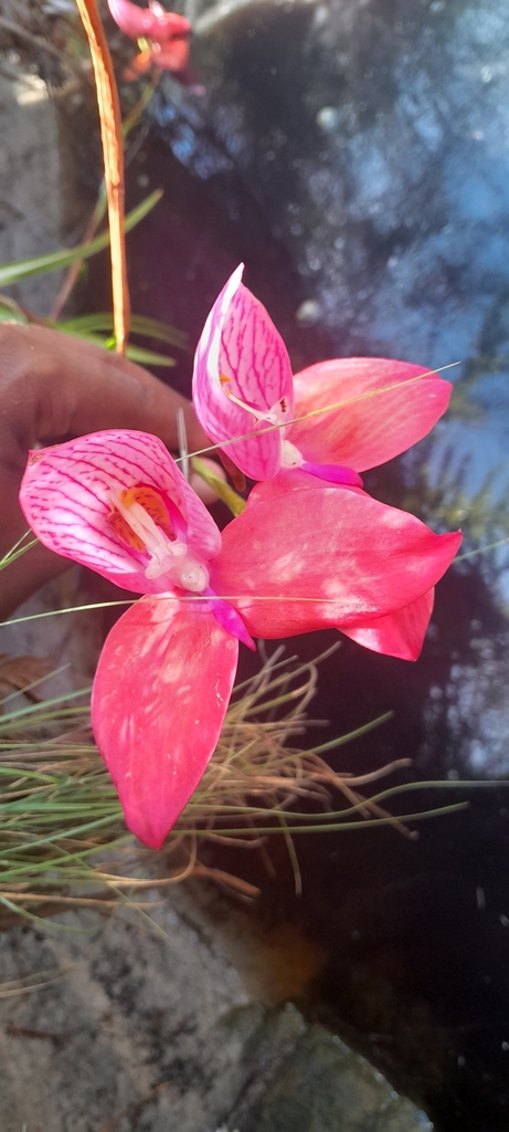 red disa from Table Mountain National Park, ZA-WC-CT, ZA-WC, ZA on ...