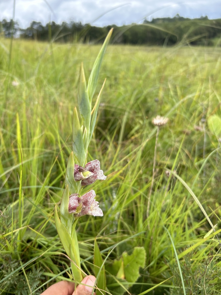 Sheath Glad from Ray Nkonyeni Rural, Port Shepstone, KZN, ZA on ...
