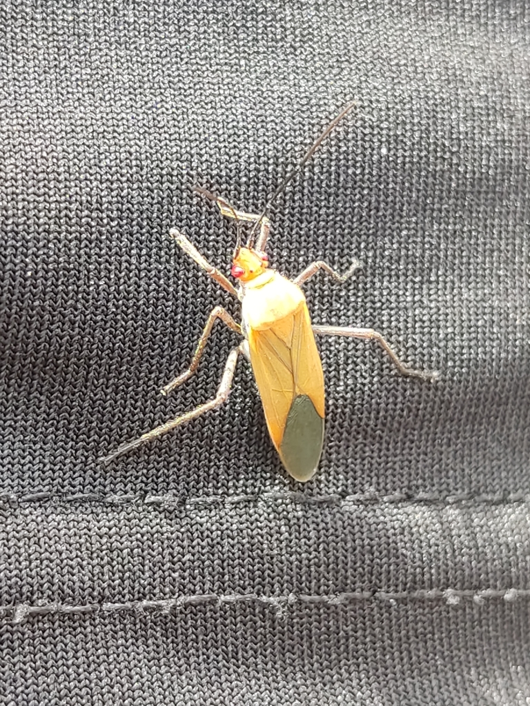 Old World Soapberry Bugs from Haputale, LK-BD, LK on February 17, 2024 ...