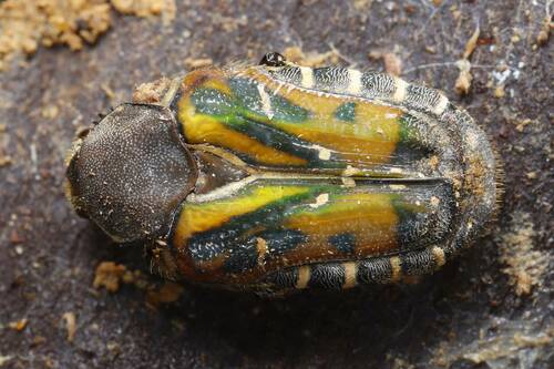 Taeniodera rutilans · iNaturalist