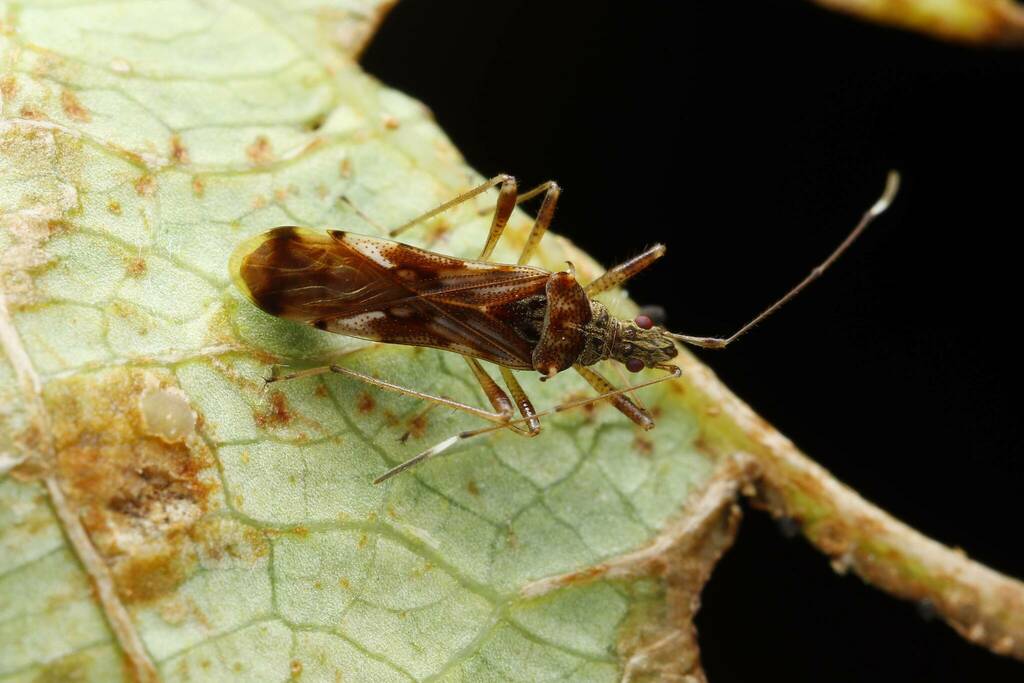 Primierus from 中国海南省陵水黎族自治县 on February 14, 2024 at 10:04 PM by Shiwan ...