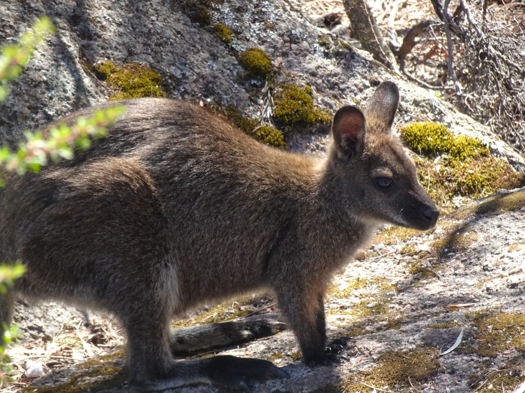 Bennett's Wallaby from Freycinet TAS 7215, Australia on February 16 ...