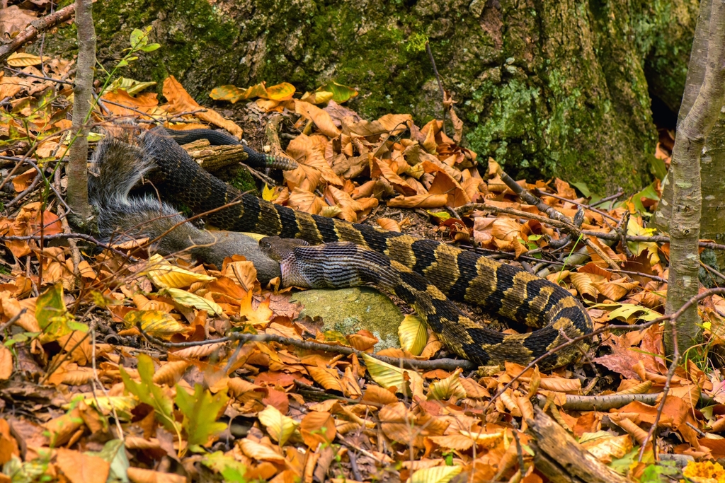 Timber Rattlesnake in October 2015 by Michelle Herman. A cool thing I ...