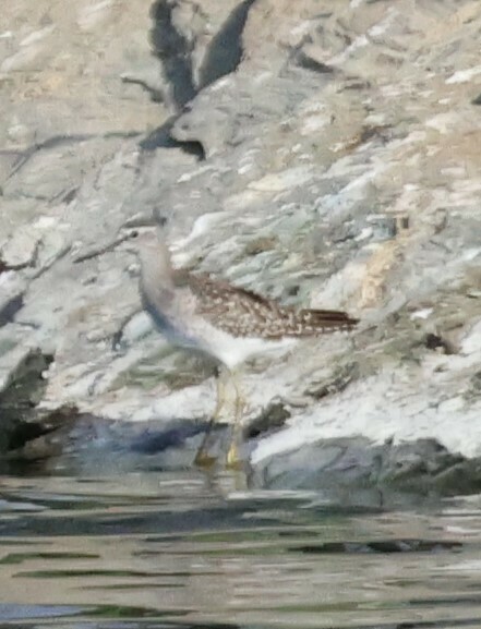 Wood Sandpiper from Windhoek, Namibia on November 2, 2023 at 05:13 PM ...