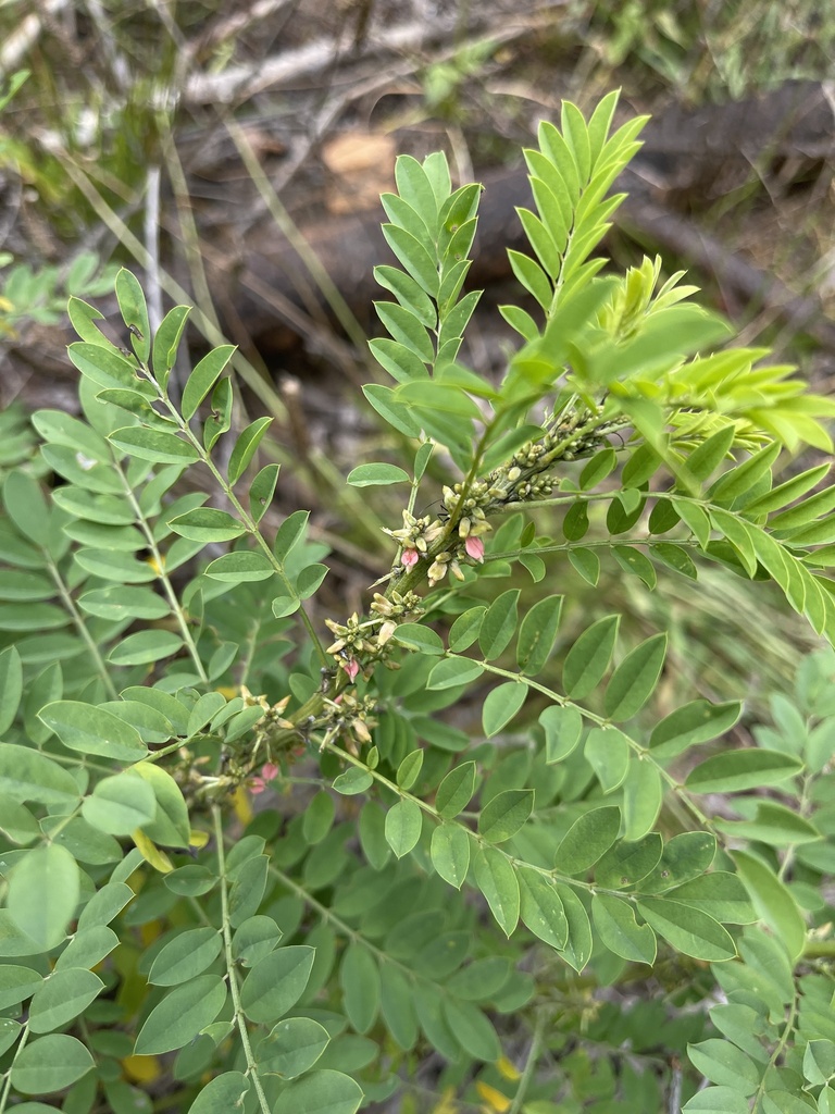 Natal indigo from Greater Tzaneen Rural, Tzaneen, LP, ZA on February 19 ...