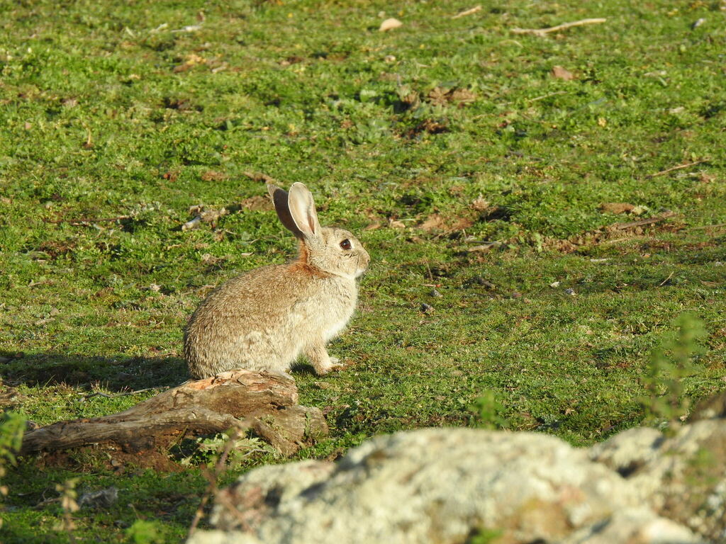 European Rabbit in February 2024 by ARSENIO GONZALEZ NAVARRO · iNaturalist