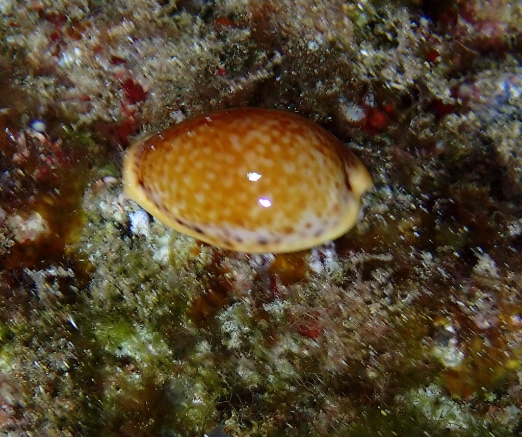 Spotted Cowrie from C. Lanzarote, 35518 Puerto del Carmen, Las Palmas ...