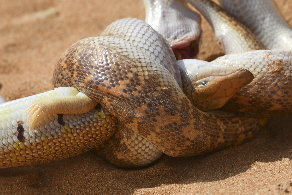 Arabian Sand Boa from VHGG+HW3 Dubai Desert Conservation Reserve ...