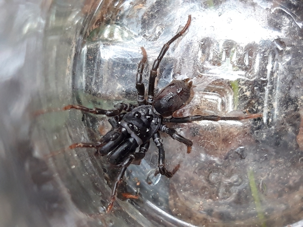 Purse-web Spider from Côte-d'Or, Bourgogne, FR on February 19, 2024 at ...