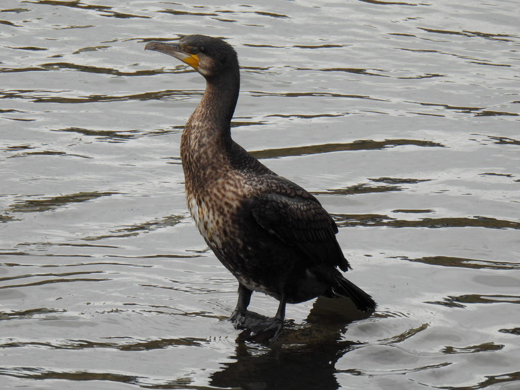 Great Cormorant from Seya Ward, Yokohama, Kanagawa, Japan on February ...