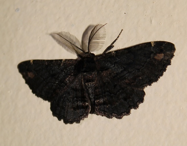 Sinister Moth from Smiths Lake NSW 2428, Australia on February 19, 2024 ...