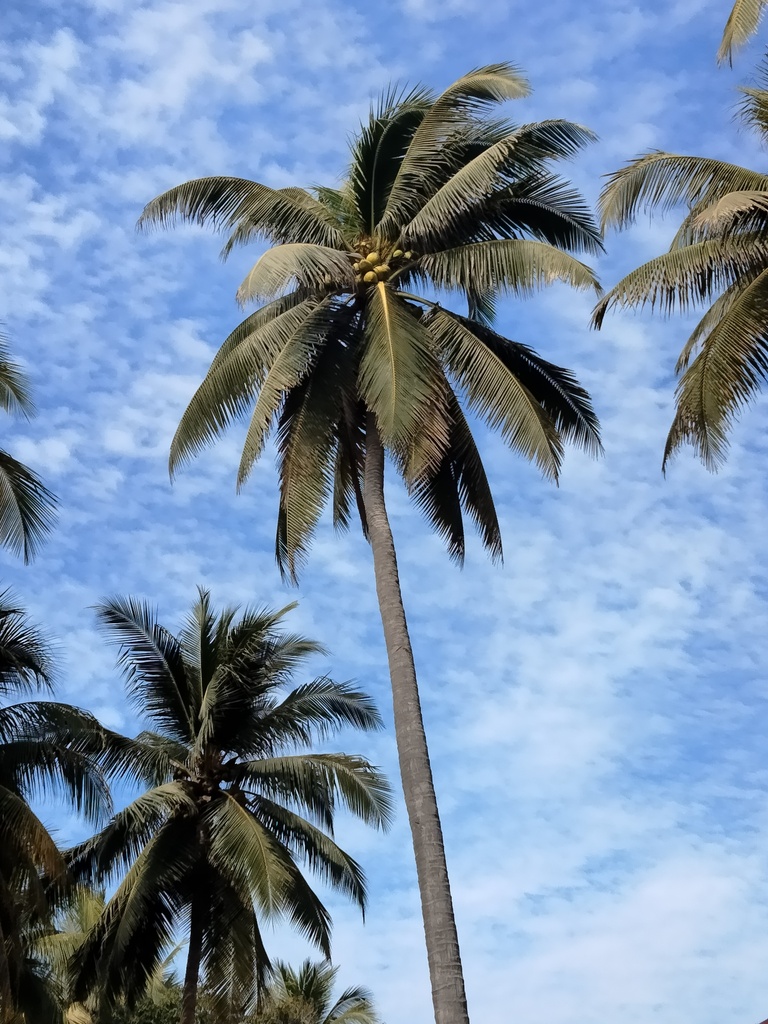 coconut palm from San Jose Rama Blanca, Guatemala on December 29, 2023 ...