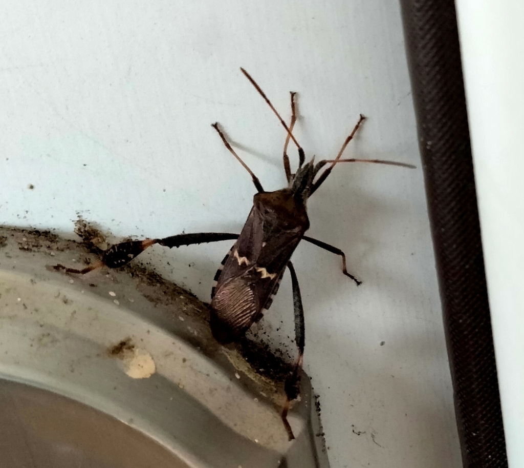 Western Leaf-footed Bug from Garland, TX 75040, USA on February 1, 2024 ...