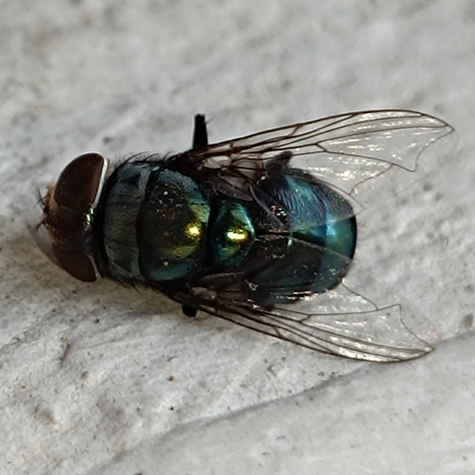 Oriental Latrine Fly in February 2024 by Sutthikhun Phaengphongsai ...