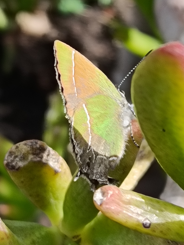 Callophrys xami xami from San Antonio Abad, 72314 Heroica Puebla de ...