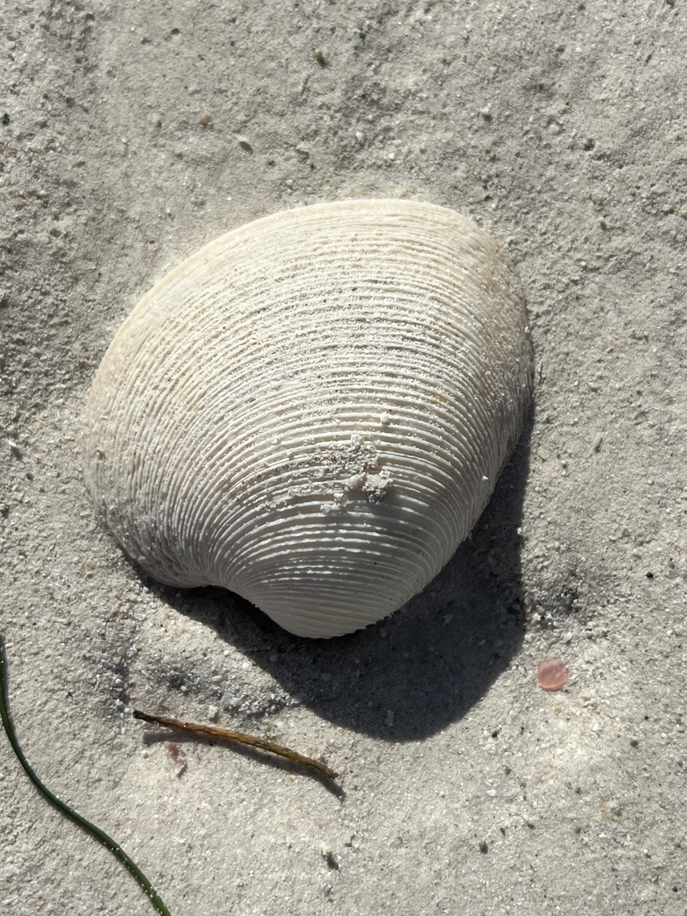 Southern Quahog from Isla Holbox, Lázaro Cárdenas, Q. Roo., MX on ...