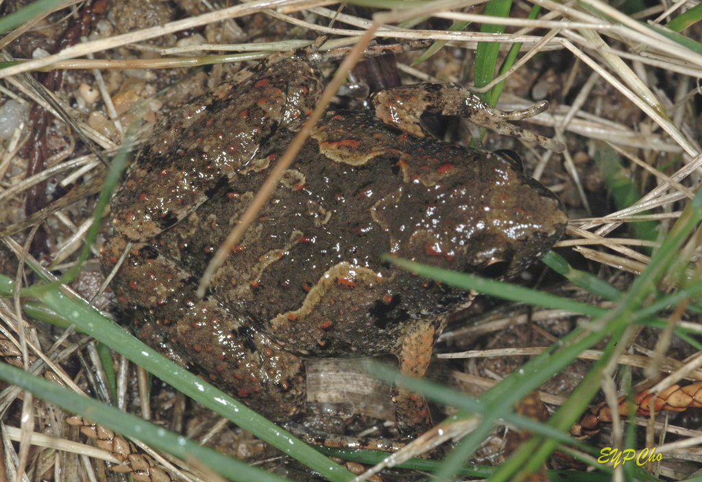 Tubercled Pygmy Frog from Ma Liu Shui, Hong Kong on May 12, 2002 at 05: ...