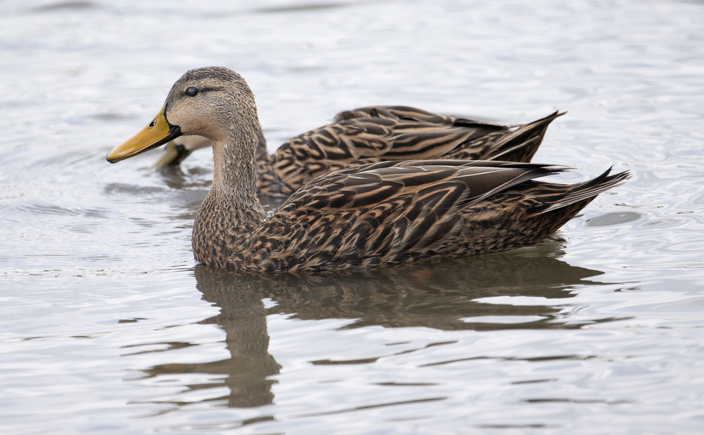 Mallard × Mottled Duck from South Naples, FL, USA on February 17, 2024 ...