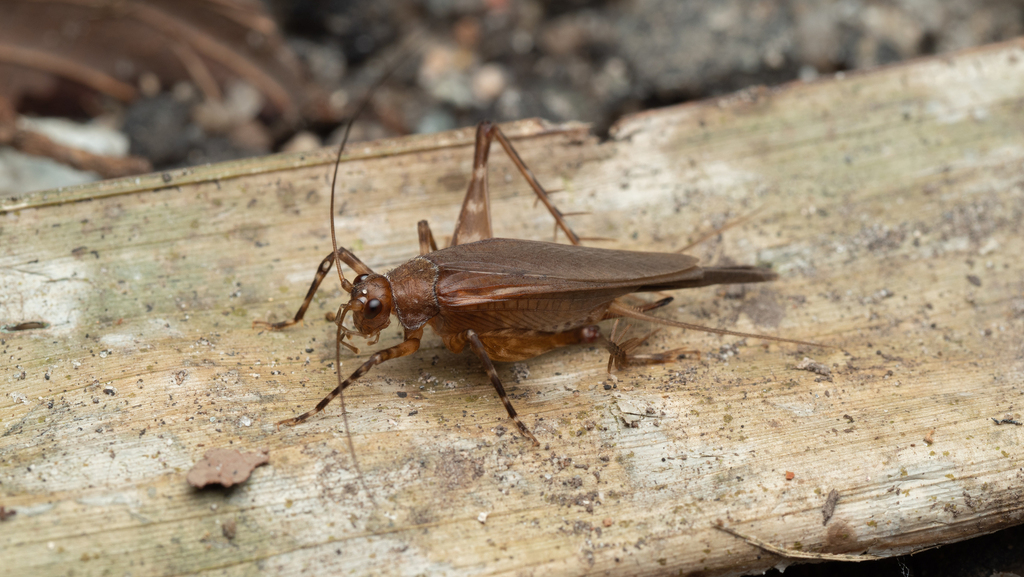 Trellius neesoon from 451 Mandai Rd, Mandai T15 Trail, Singapore on ...