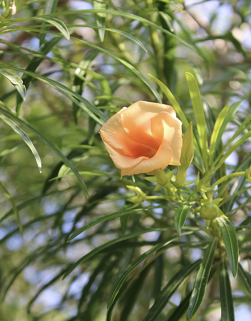 Be-still tree from 77710 Playa del Carmen, Q.R., México on February 13 ...