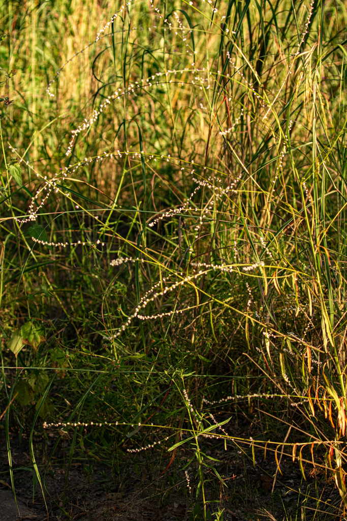 Worm-cure Weed from Inhala Ranger Camp area, Gorongosa National Park ...