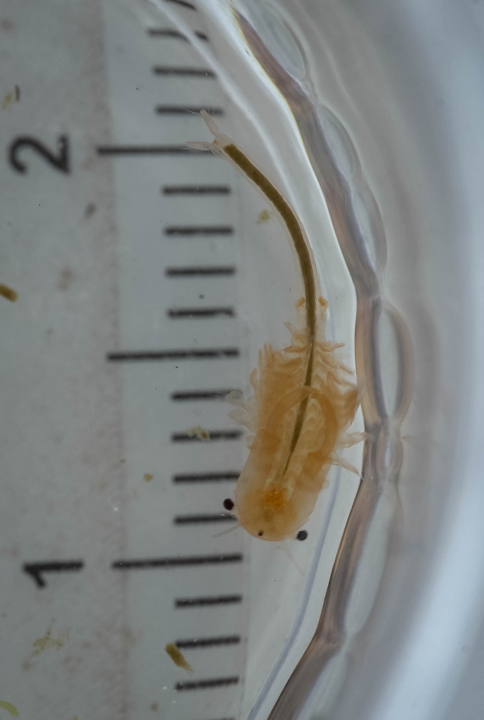 Branchinecta from Temecula, CA, US on February 18, 2024 at 01:28 PM by ...