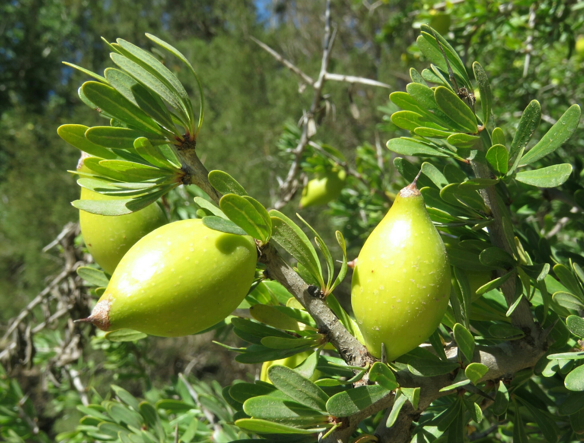 Sideroxylon spinosum L.