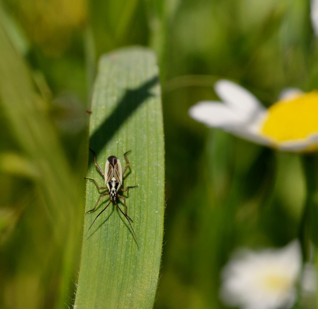 Meadow Plant Bug from Pandy, Abergavenny NP7, UK on June 16, 2010 at 11 ...