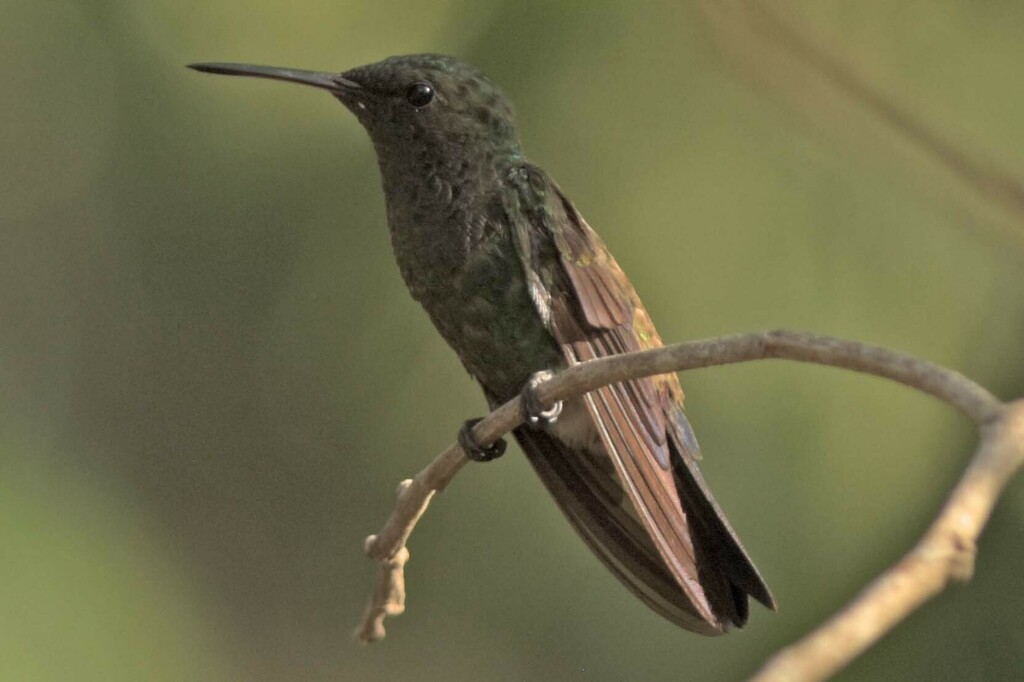 Blue-vented Hummingbird from Provincia de Puntarenas, Puntarenas, Costa ...
