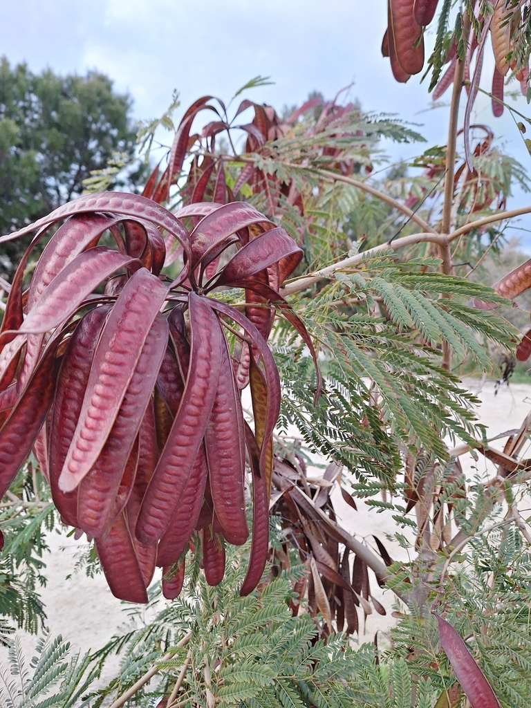 White leadtree from Ghasfur, Naxxar, Malta on February 19, 2024 at 05: ...