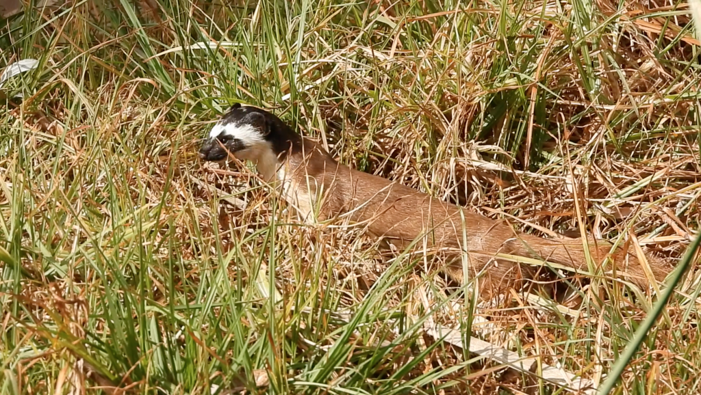 Long-tailed Weasel from Parque Ecológico de Xochimilco, Ciudad de ...