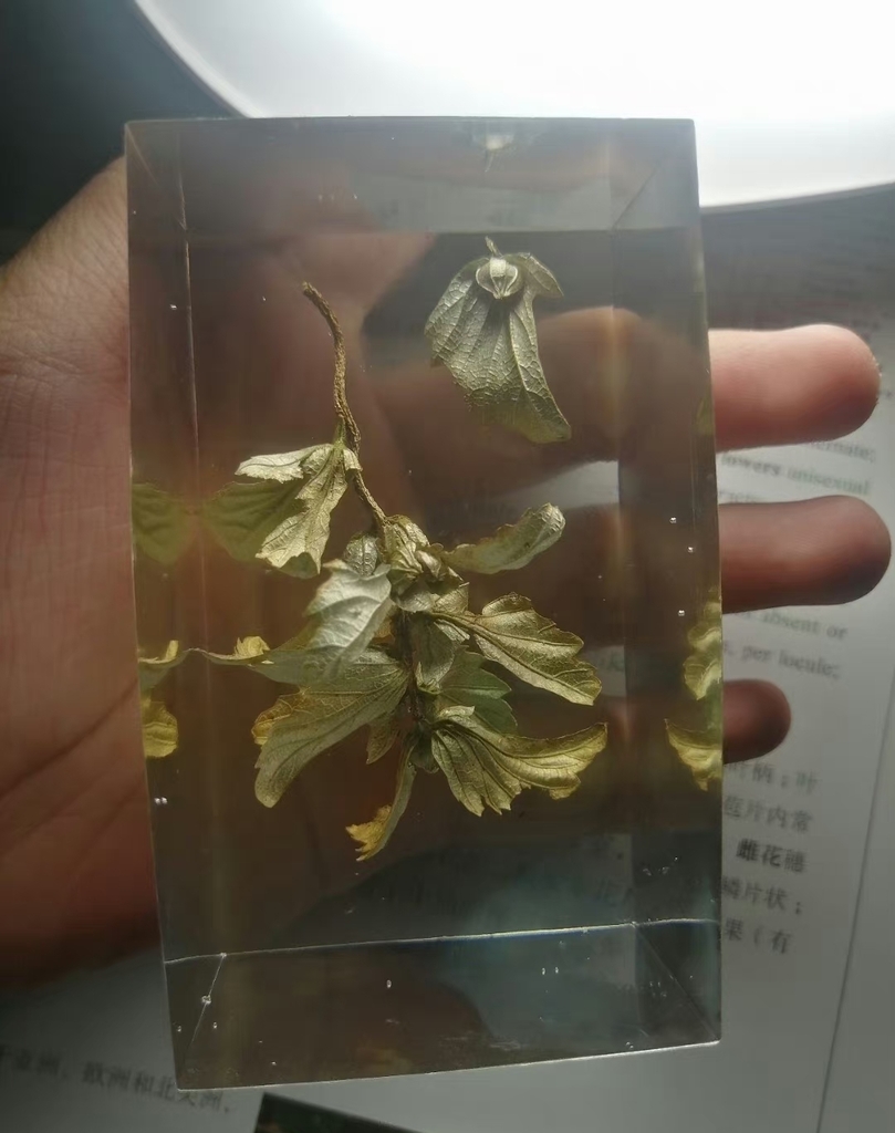 Carpinus putoensis in August 2020 by 李博恒. specimen · iNaturalist