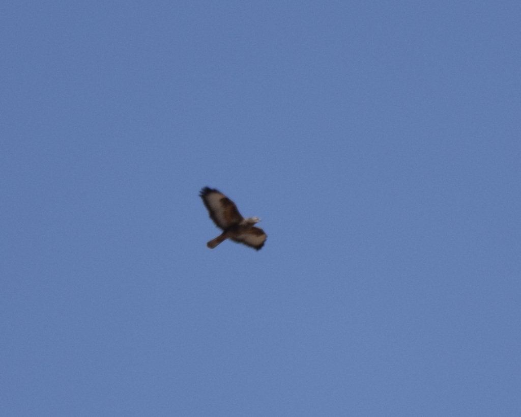 Common Buzzard from Farm 224, C22 Road, Gobabis, Namibia on February 19 ...