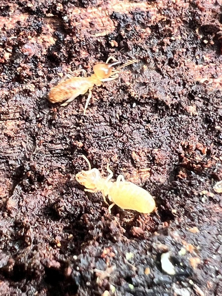 Conehead Termites from Shortcut Tk, Wentworth Falls, NSW, AU on ...