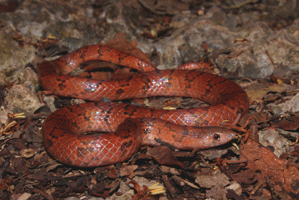 Blotched Hooknose Snake from Solidaridad, Quintana Roo, MX on April 13 ...