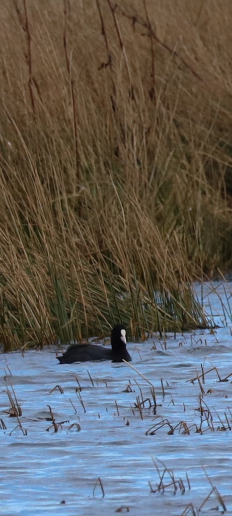 Eurasian Coot from Collieston, Ellon AB41 8RS, UK on 19 February, 2024 ...