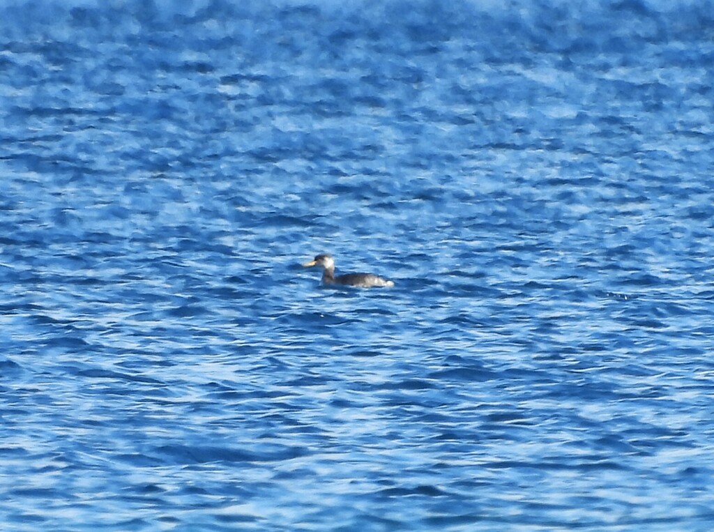 Red-necked Grebe from Leelanau County, MI, USA on February 19, 2024 at ...
