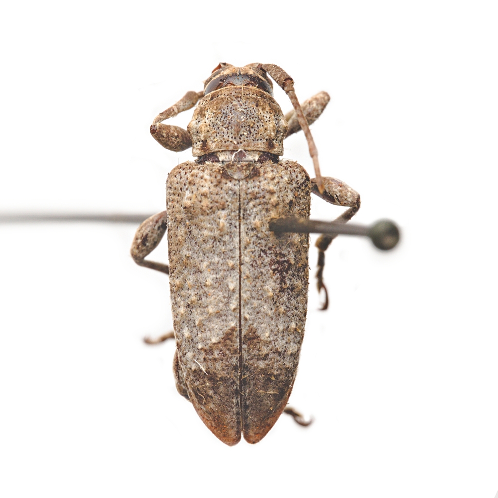 Astylopsis perplexa (Longhorn Beetles of the United States Pt.2 ...