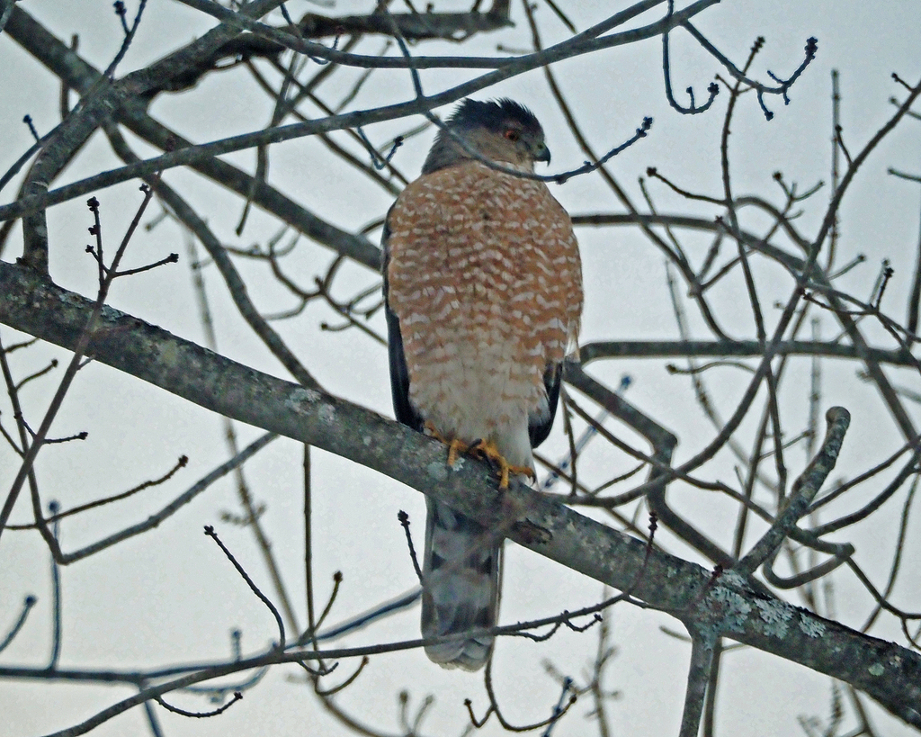 Cooper's Hawk from Salem, NH 03079, USA on February 18, 2024 at 03:53 ...