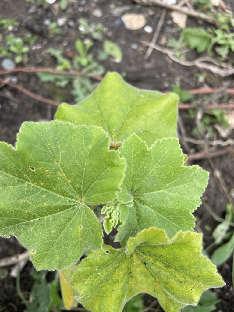 Tree Mallow from Alameda Island, Alameda, CA, US on February 19, 2024 ...
