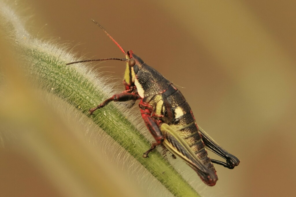 Chapulín de la milpa desde Cerro Zapotecas, San Pedro Cholula, Pue ...