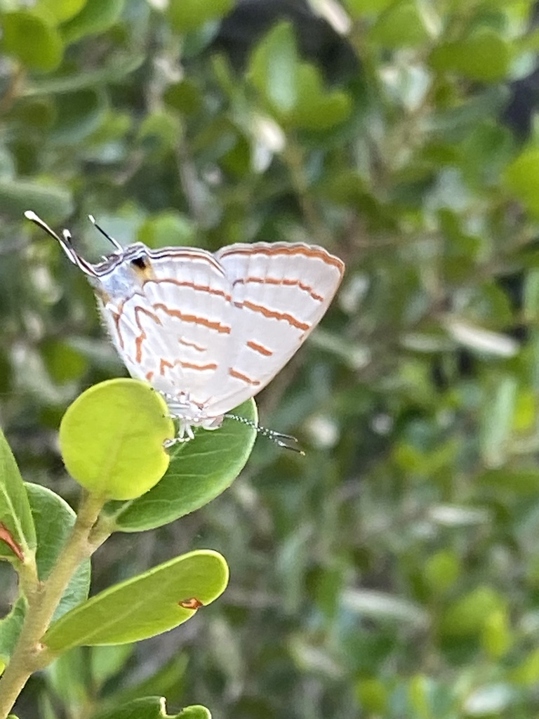 Hemiolaus caeculus caeculus from Bazaruto, Inhassoro, MZ on February 14 ...